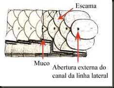 Física e Biologia: LINHA LATERAL